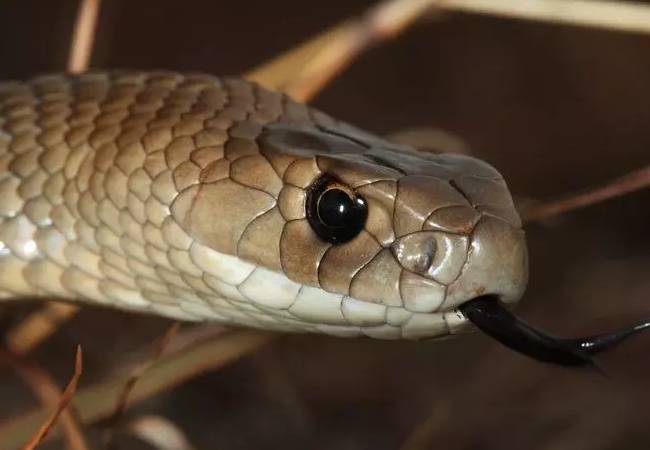 Karnataka sees sharp rise in snakebite incidents in 2024 with 13,235 ...